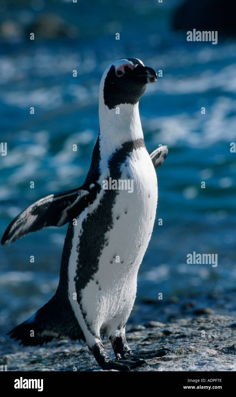 Jackass Penguin Western Cape South Africa Spheniscus demersus Stock ...