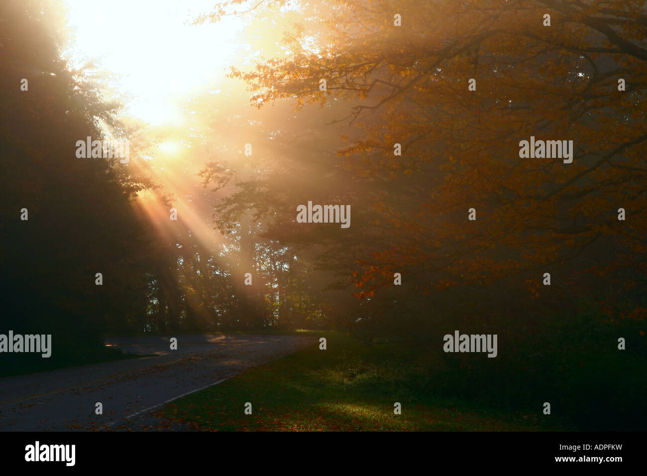 Morning sun breaking through the trees Stock Photo - Alamy
