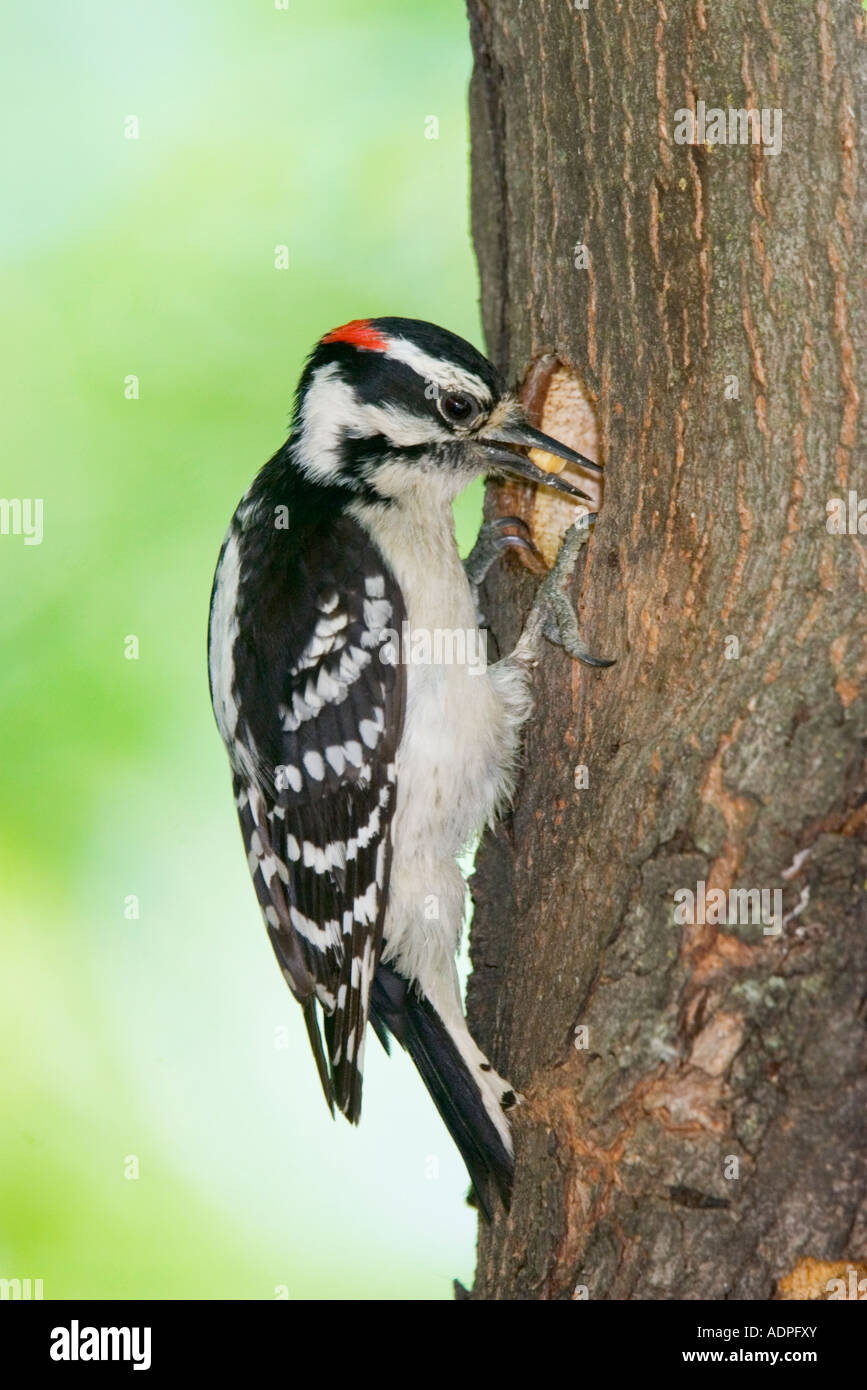 Adult male downy woodpecker hi-res stock photography and images - Alamy