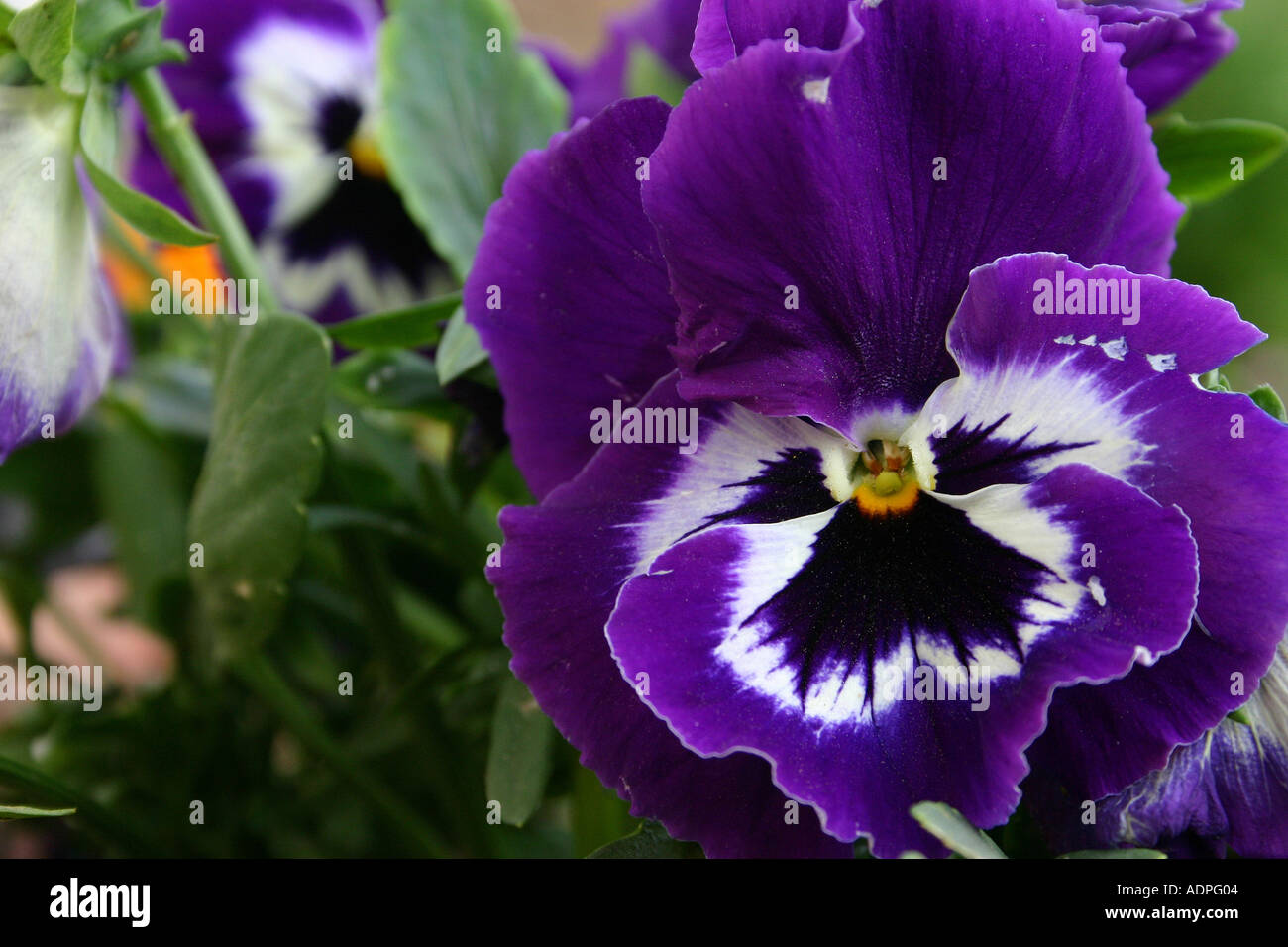 purple splash pansies close up Stock Photo - Alamy