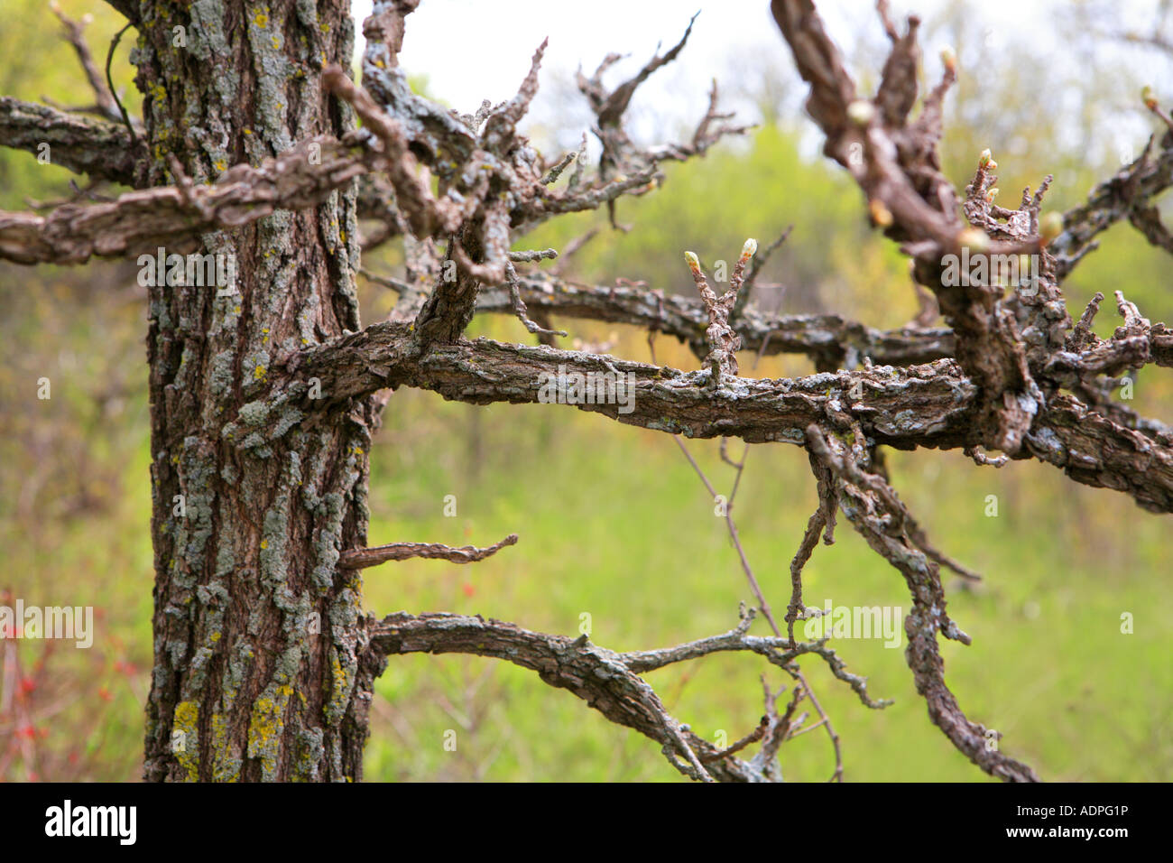 bur oak branches cuercus macrocarpa kettle moraine forest wisconsin ...