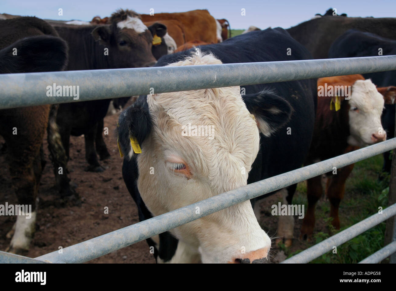 Cows at gate hi-res stock photography and images - Alamy