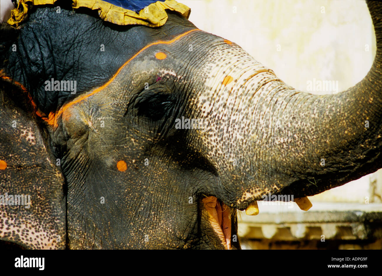 Indian elephant at The Amber Fort in Rajasthan, India Stock Photo - Alamy