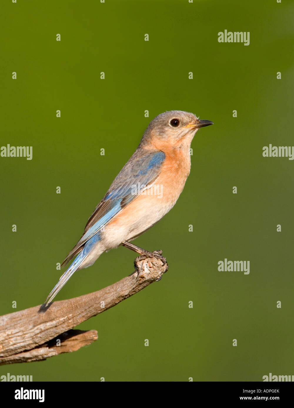 Eastern Bluebird Adult Female Stock Photo - Alamy