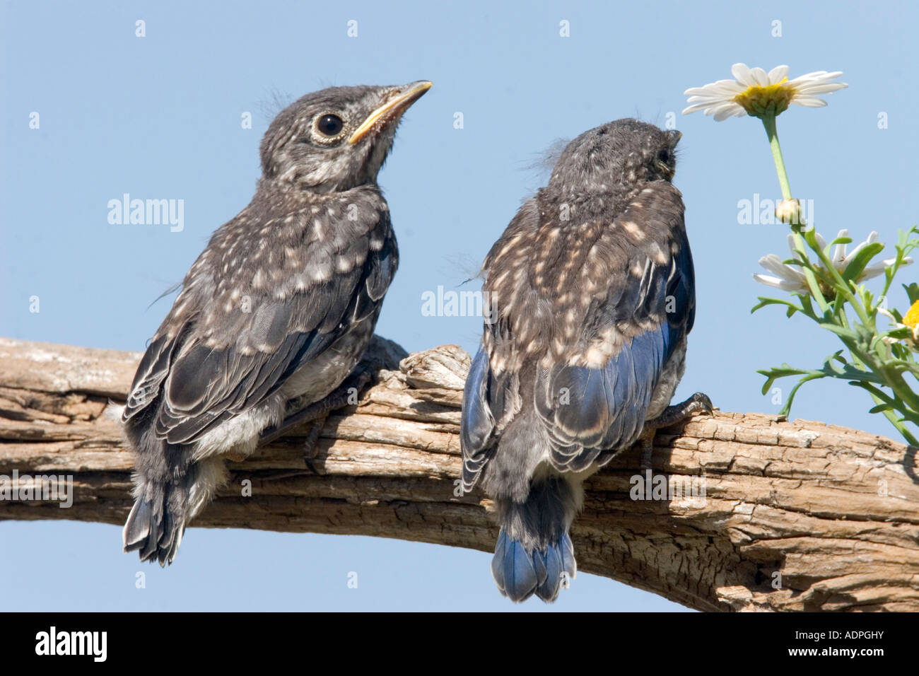 Bird fledging hi-res stock photography and images - Alamy