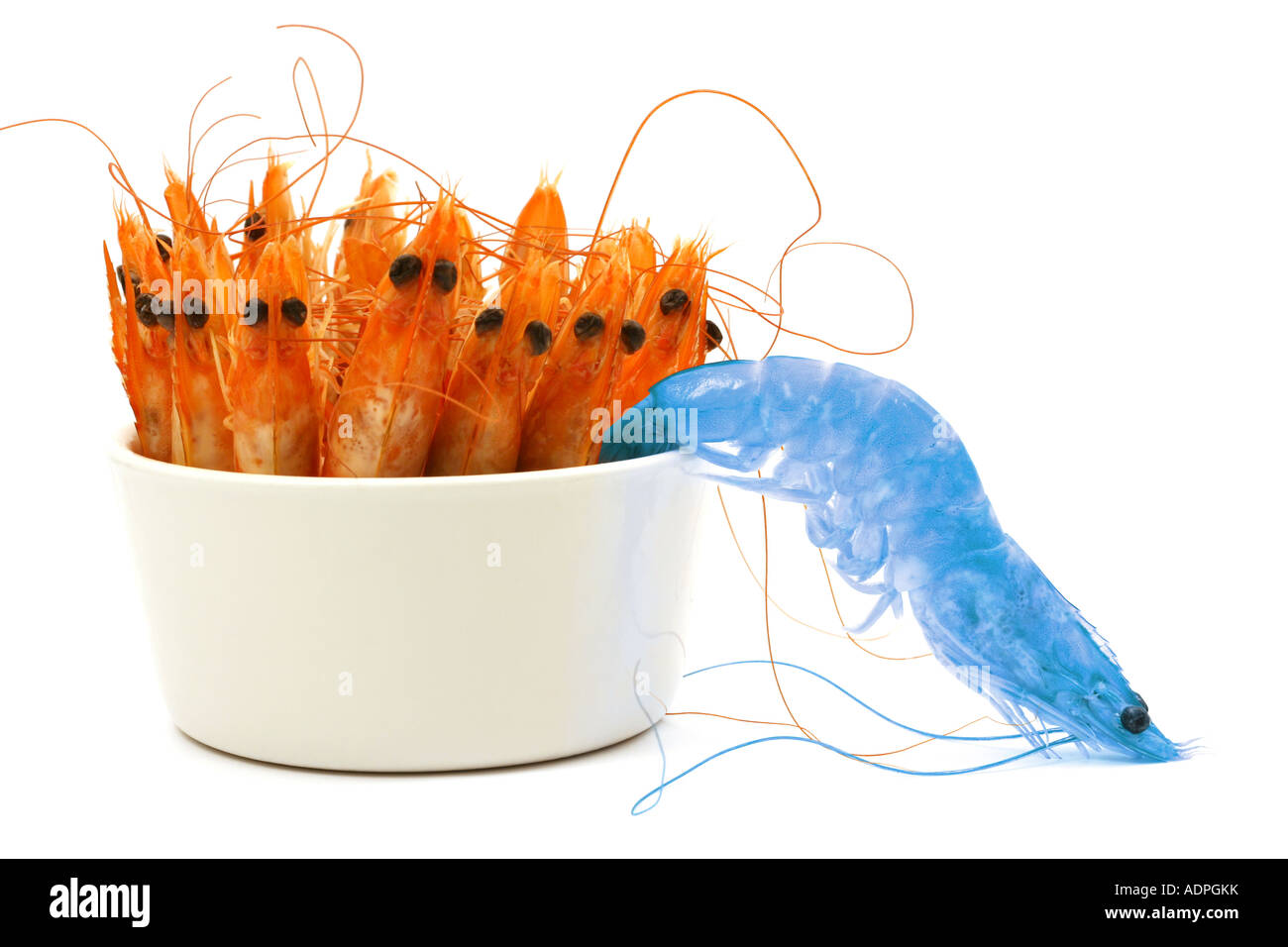 Pink shrimp alive hi-res stock photography and images - Alamy