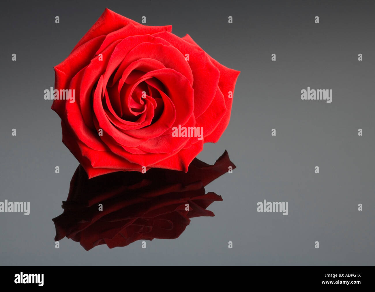 A Red Rose and its reflection Stock Photo - Alamy