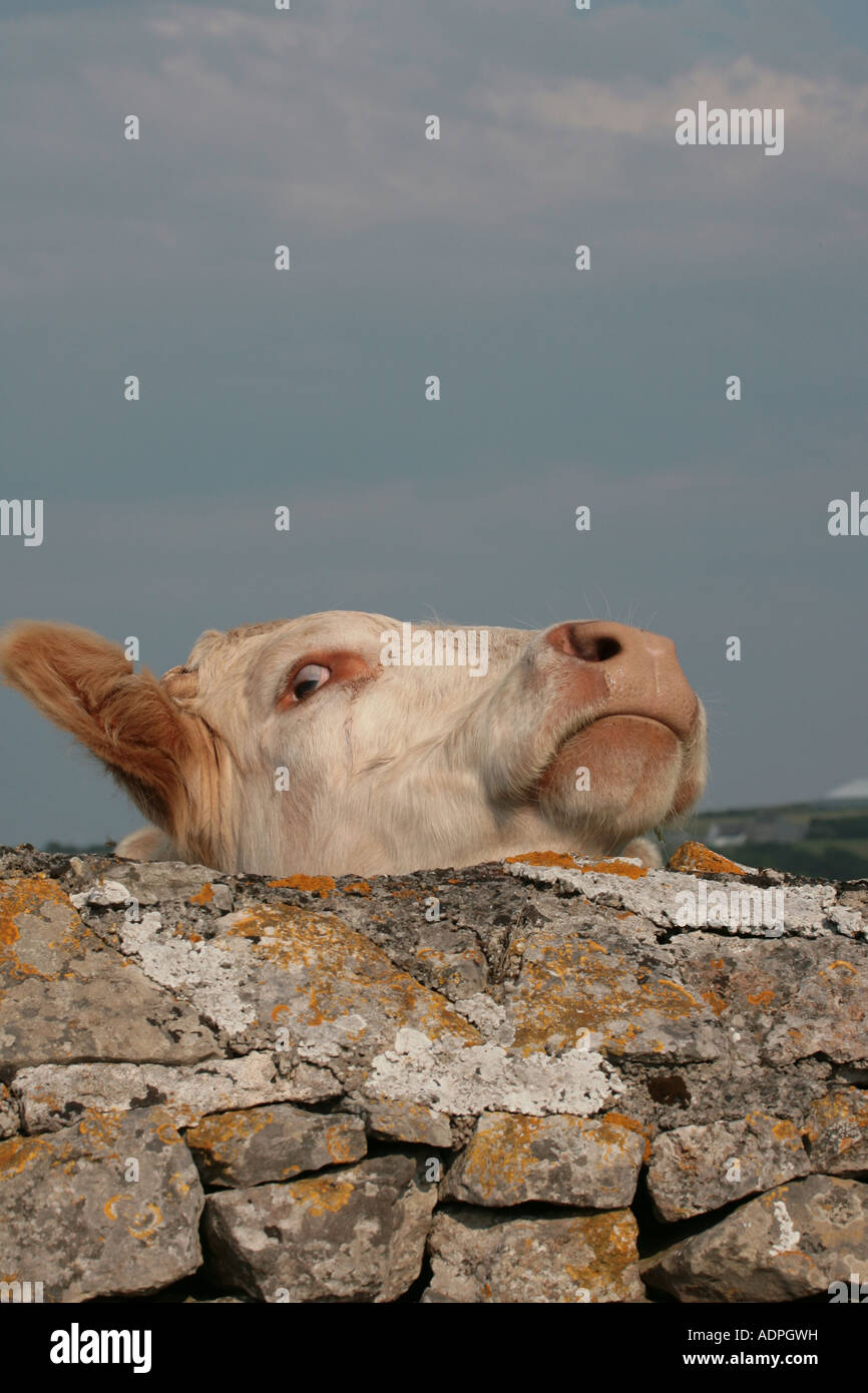 Cow looking over stone wall hi-res stock photography and images - Alamy