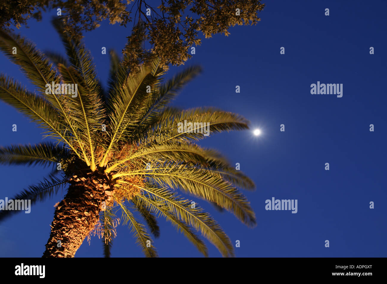 Night sky and palm tree Stock Photo - Alamy