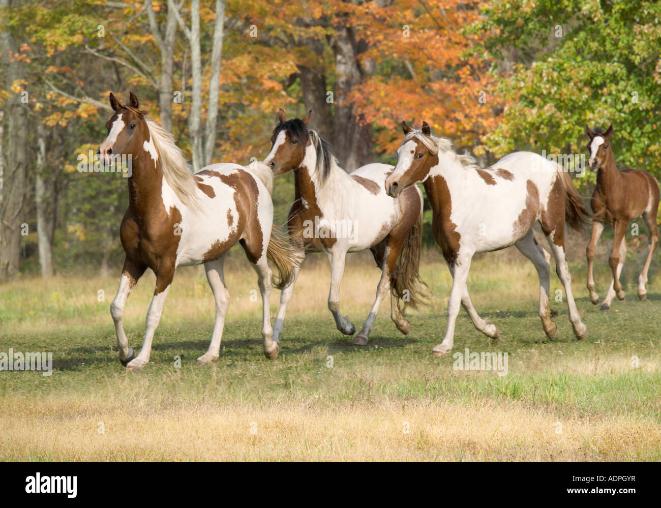 Pinto Arabian High Resolution Stock Photography and Images - Alamy