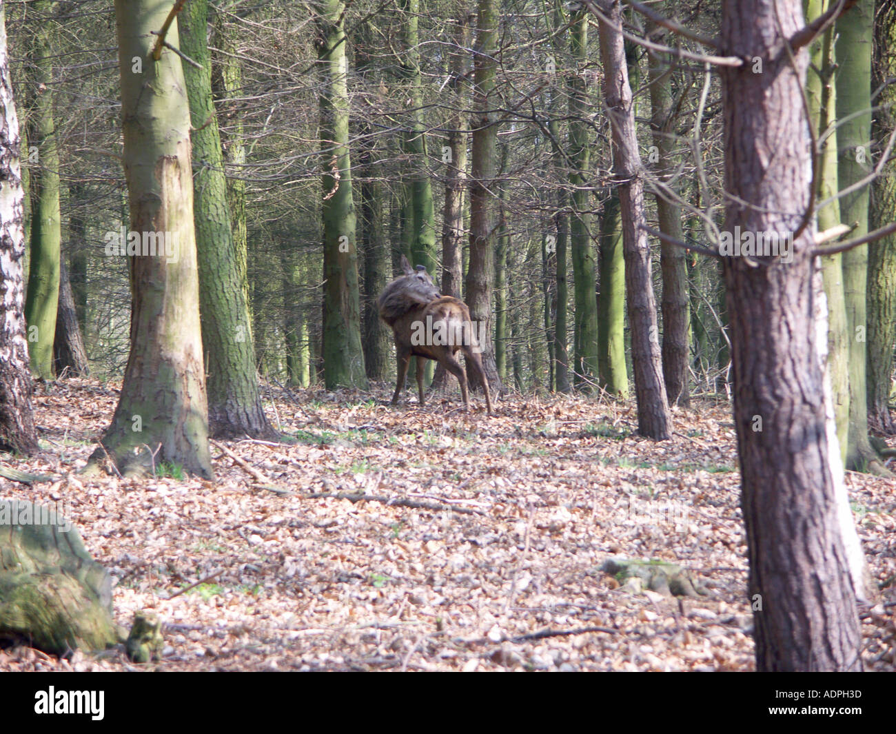 Bradgate park public park in hi-res stock photography and images - Alamy
