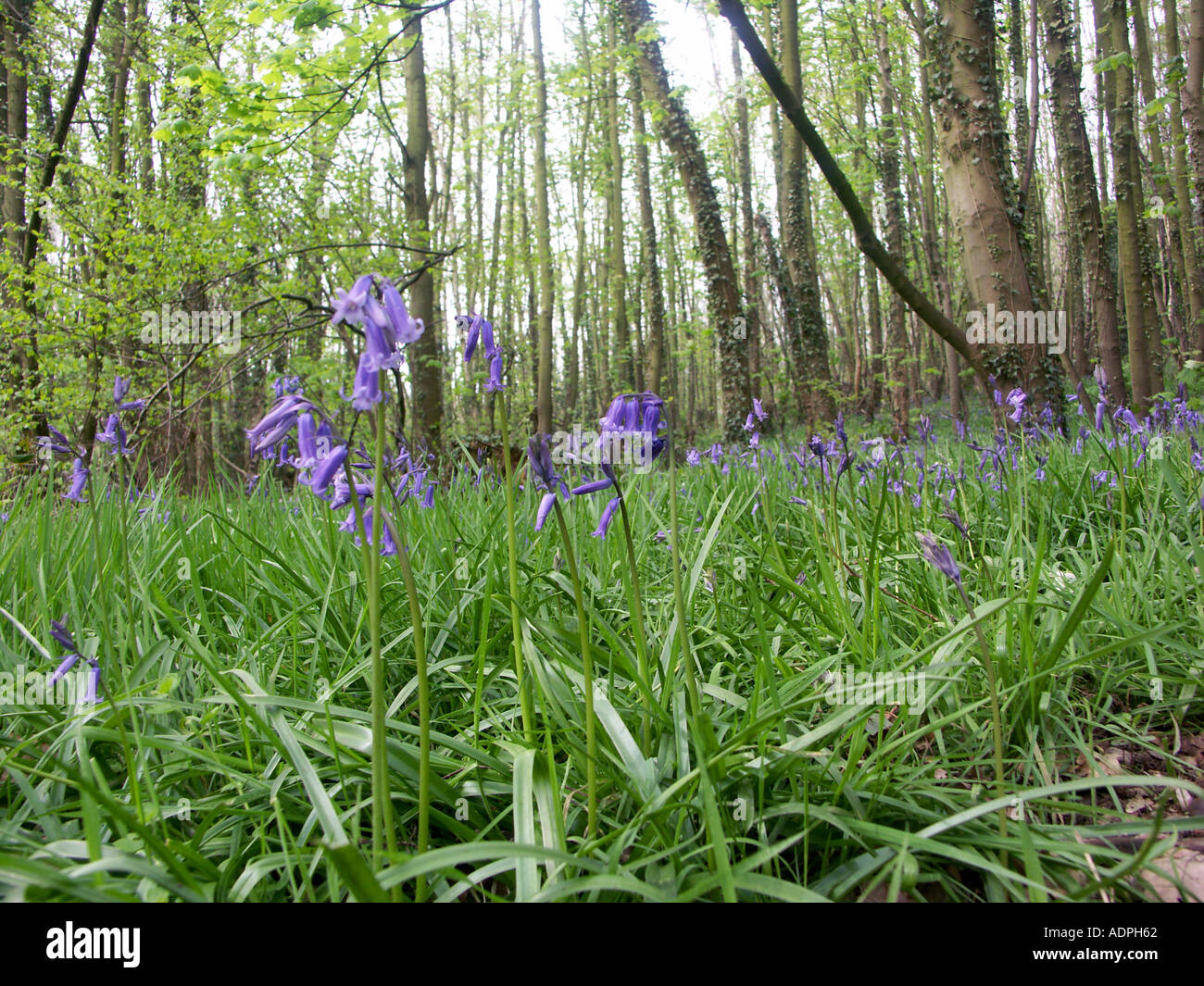 Bluebell Flowers in Hopwas Woods Staffordshire Stock Photo - Alamy