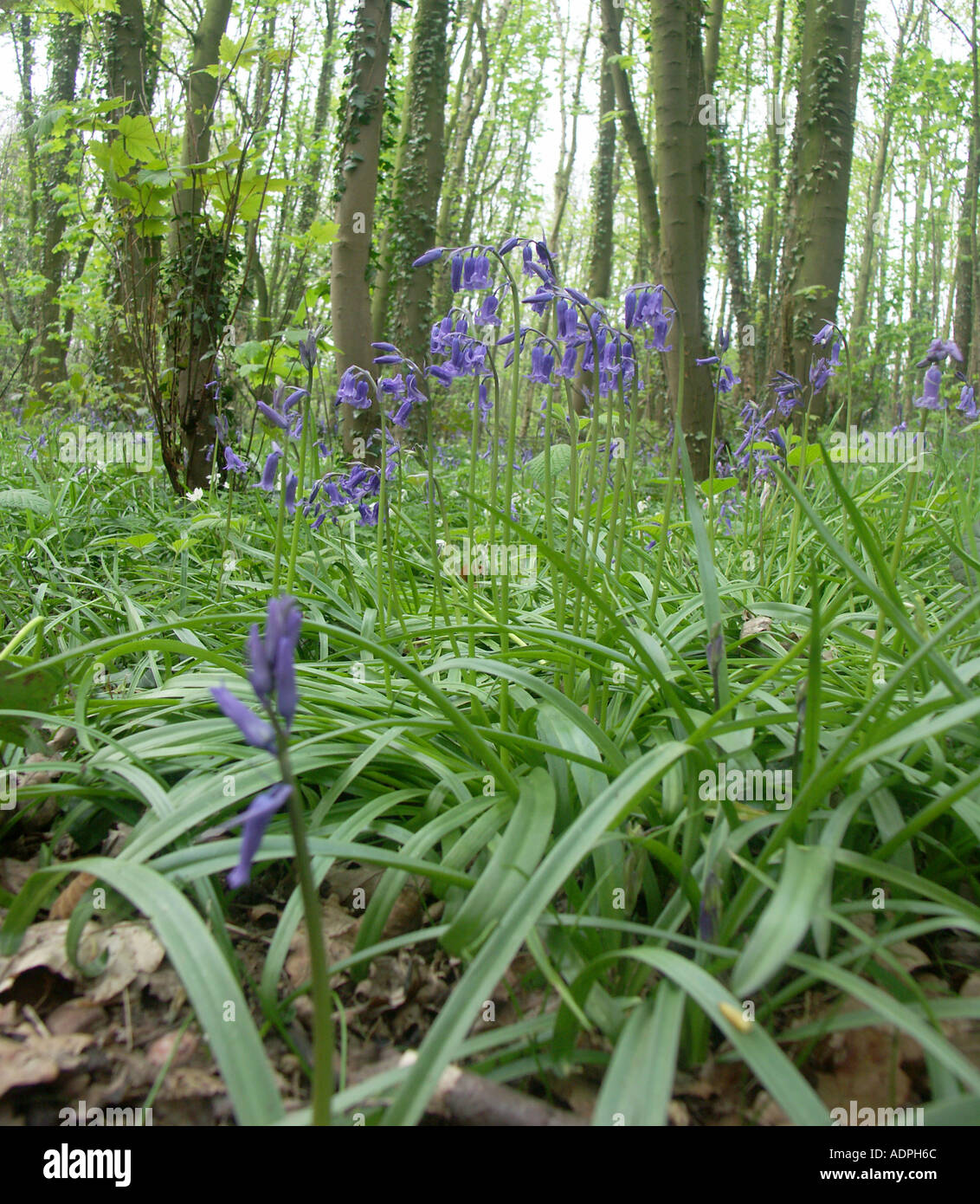 Bluebell Flowers in Hopwas Woods Staffordshire Stock Photo - Alamy