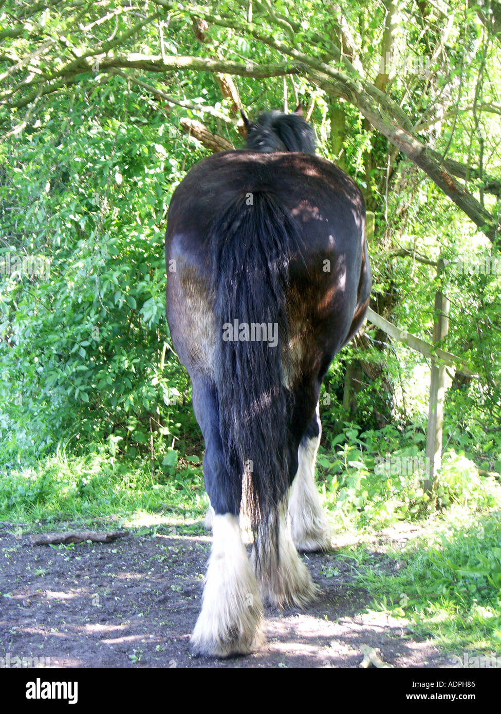 Heavy Horse Rear View Stock Photo - Alamy