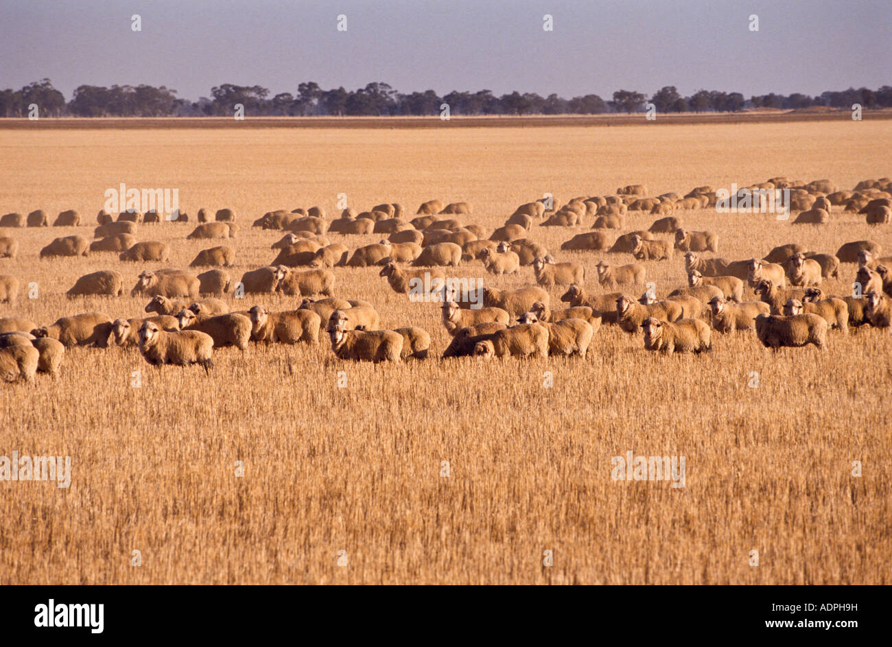 Merino sheep, Victoria, Australia Stock Photo - Alamy