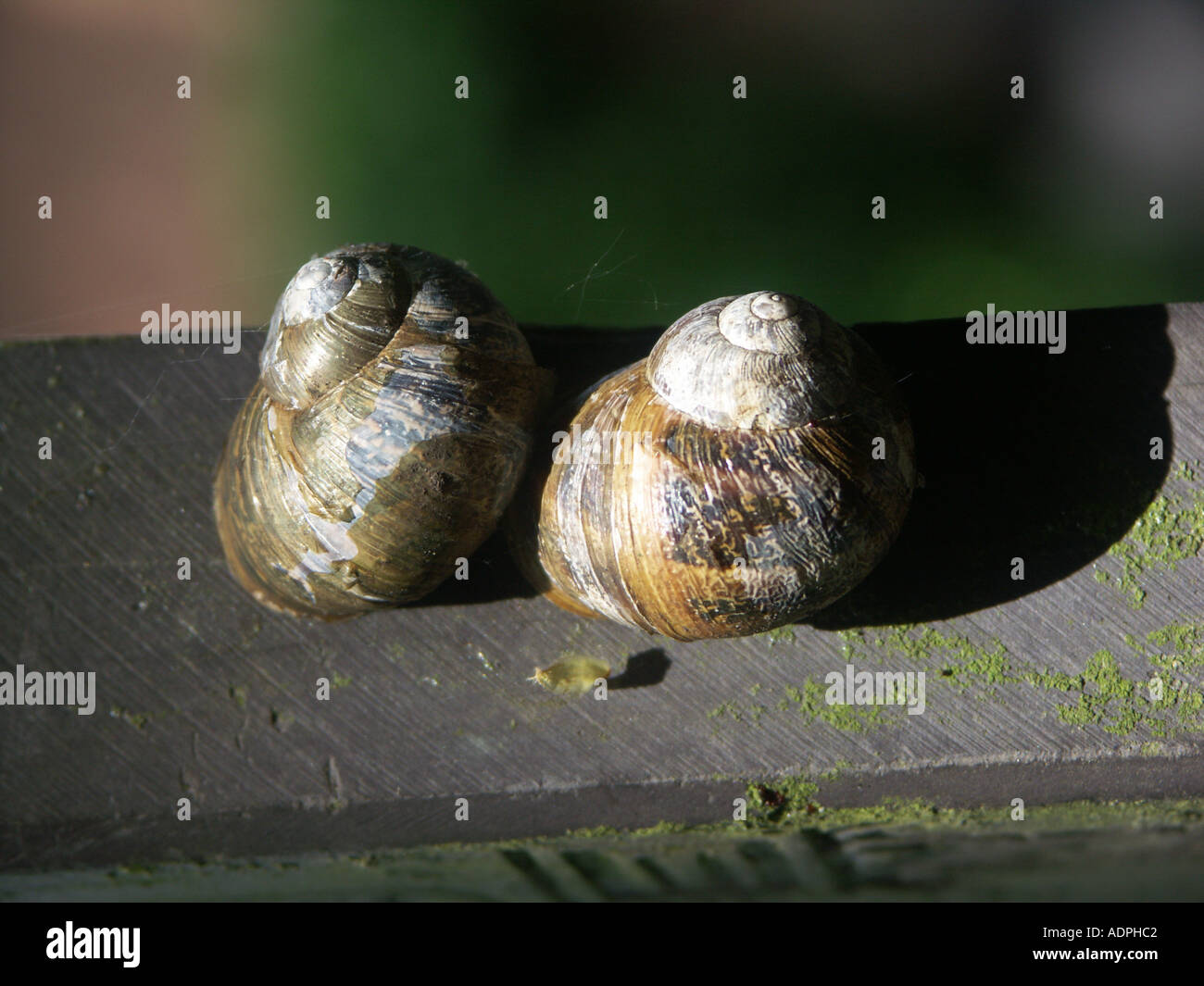 Garden snails britain hi-res stock photography and images - Alamy