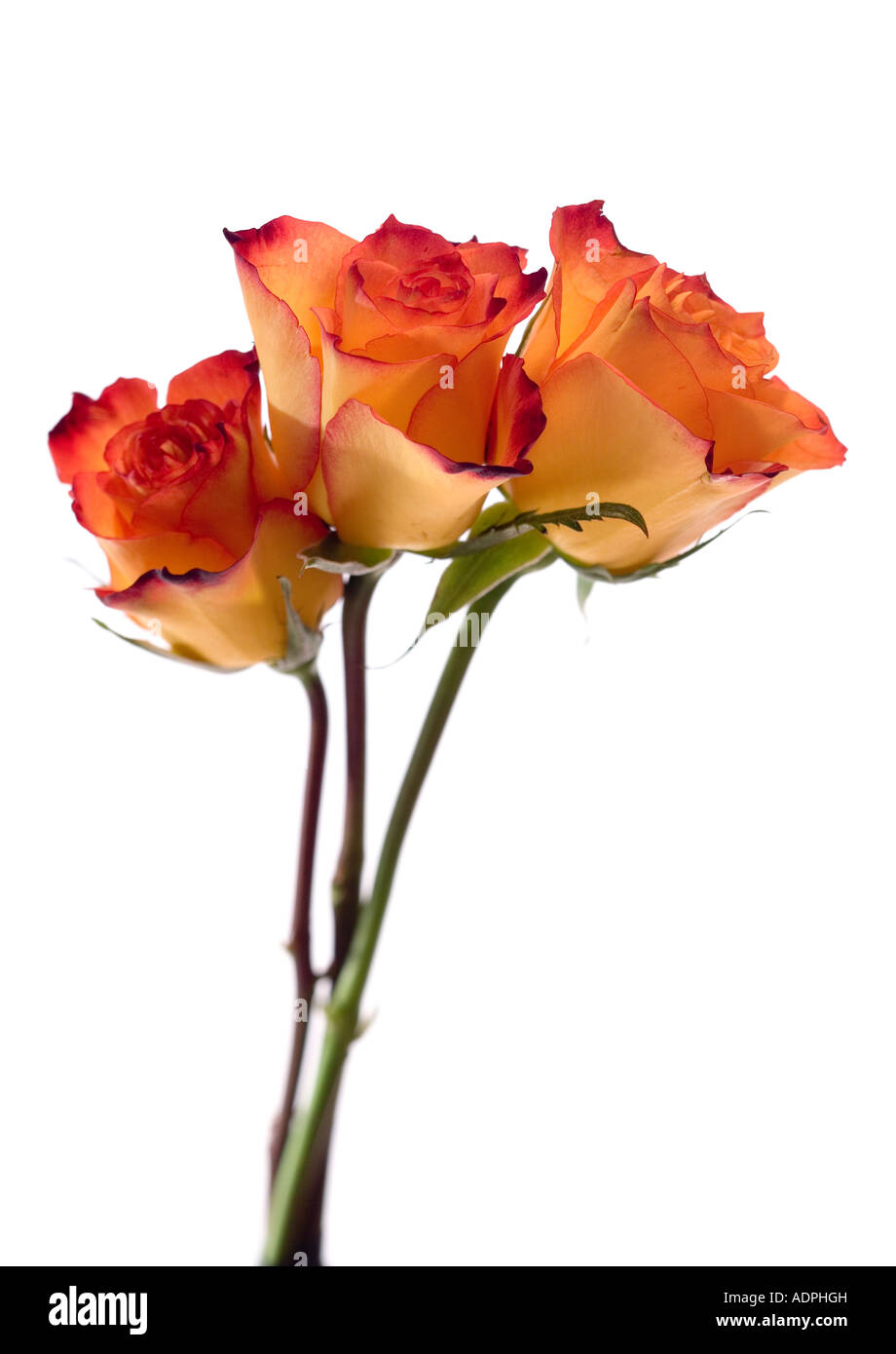 A trio of roses Stock Photo - Alamy