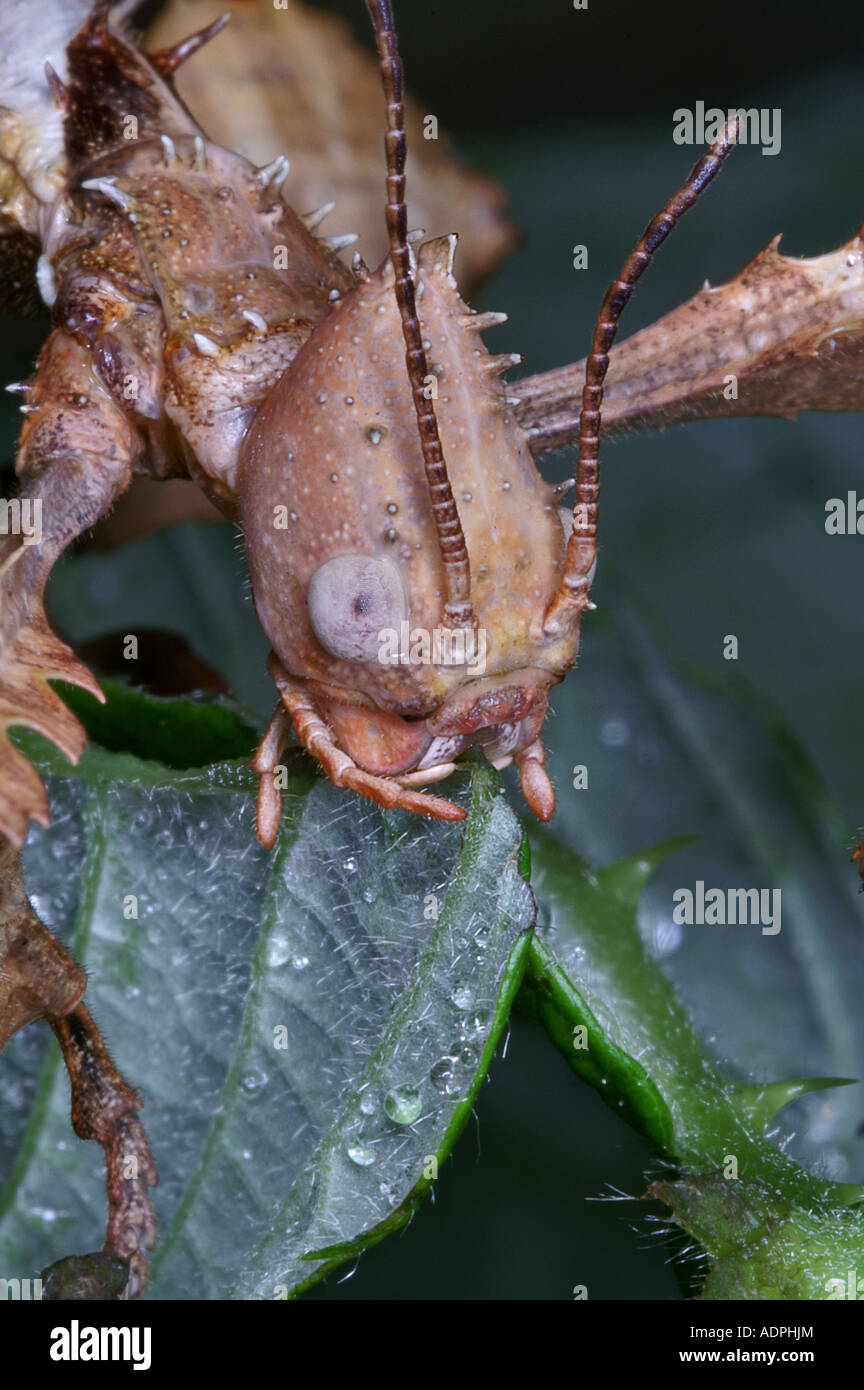 Insect jaws hi-res stock photography and images - Alamy