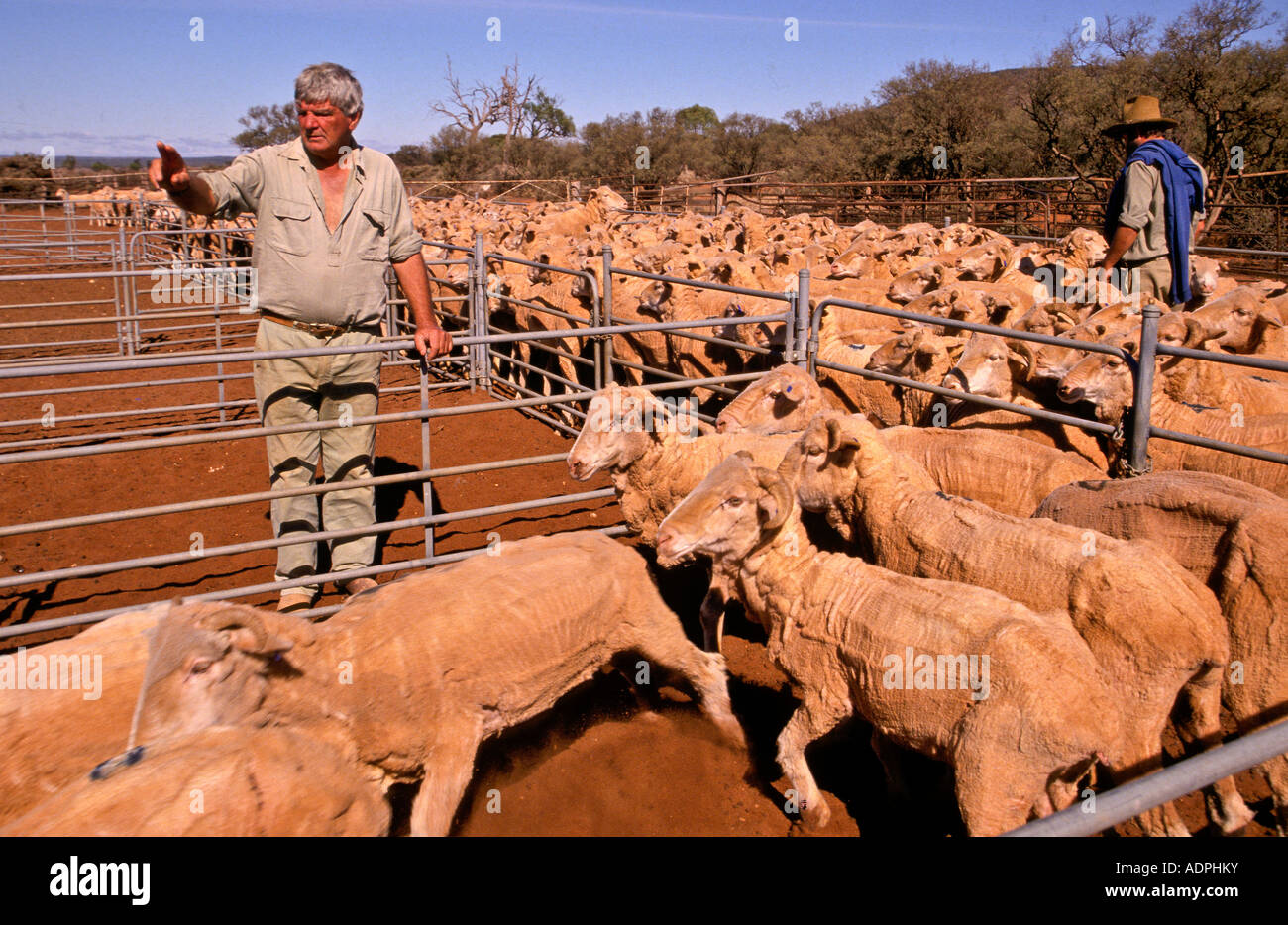 Drafting merino sheep [South Australia] Stock Photo - Alamy