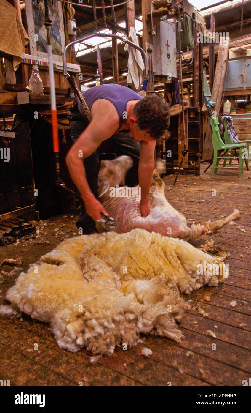 Sheep shearing shearer australia hi-res stock photography and images - Alamy