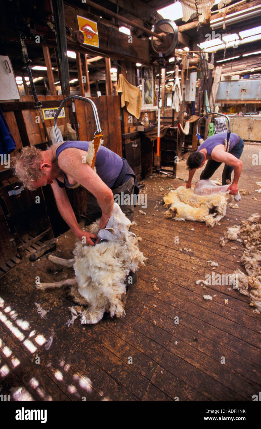 Sheep shearer australia hi-res stock photography and images - Alamy