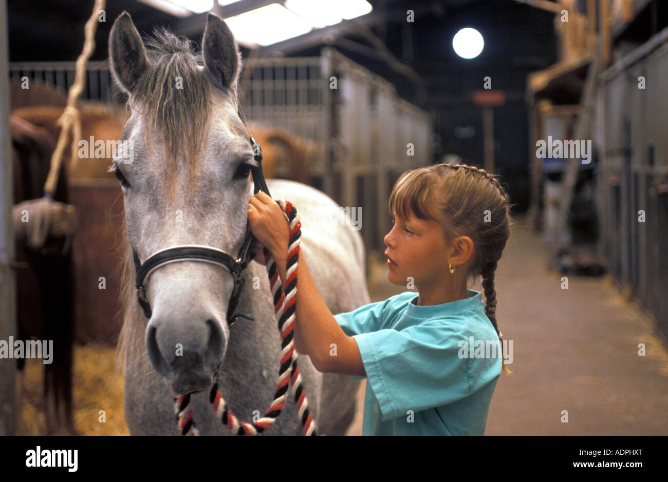 Girl is looking after a horse in the stable Stock Photo - Alamy