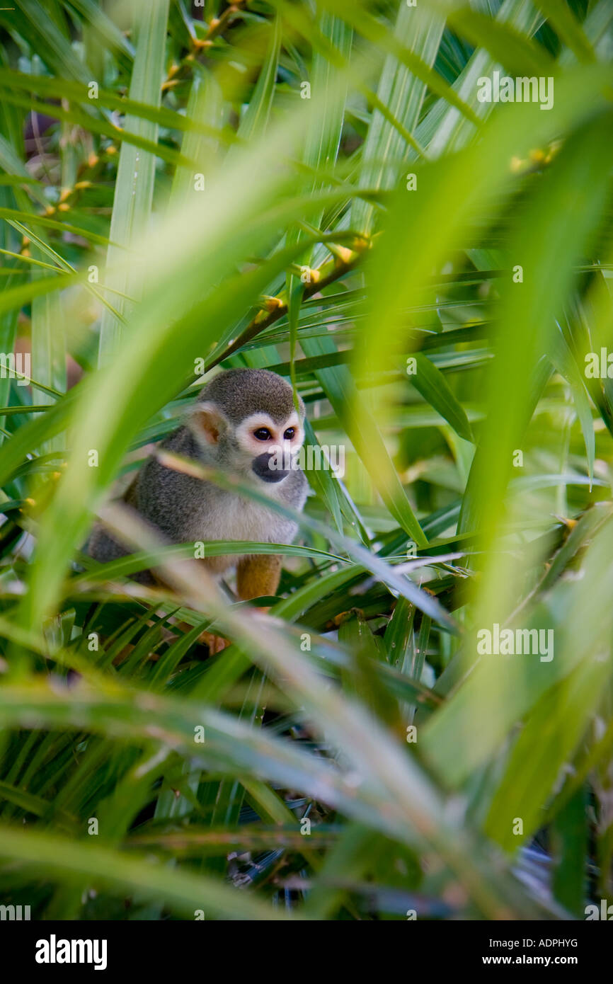 Common Squirrel Monkey Saimiri Sciureus in Rainforest Raleigh Falls ...