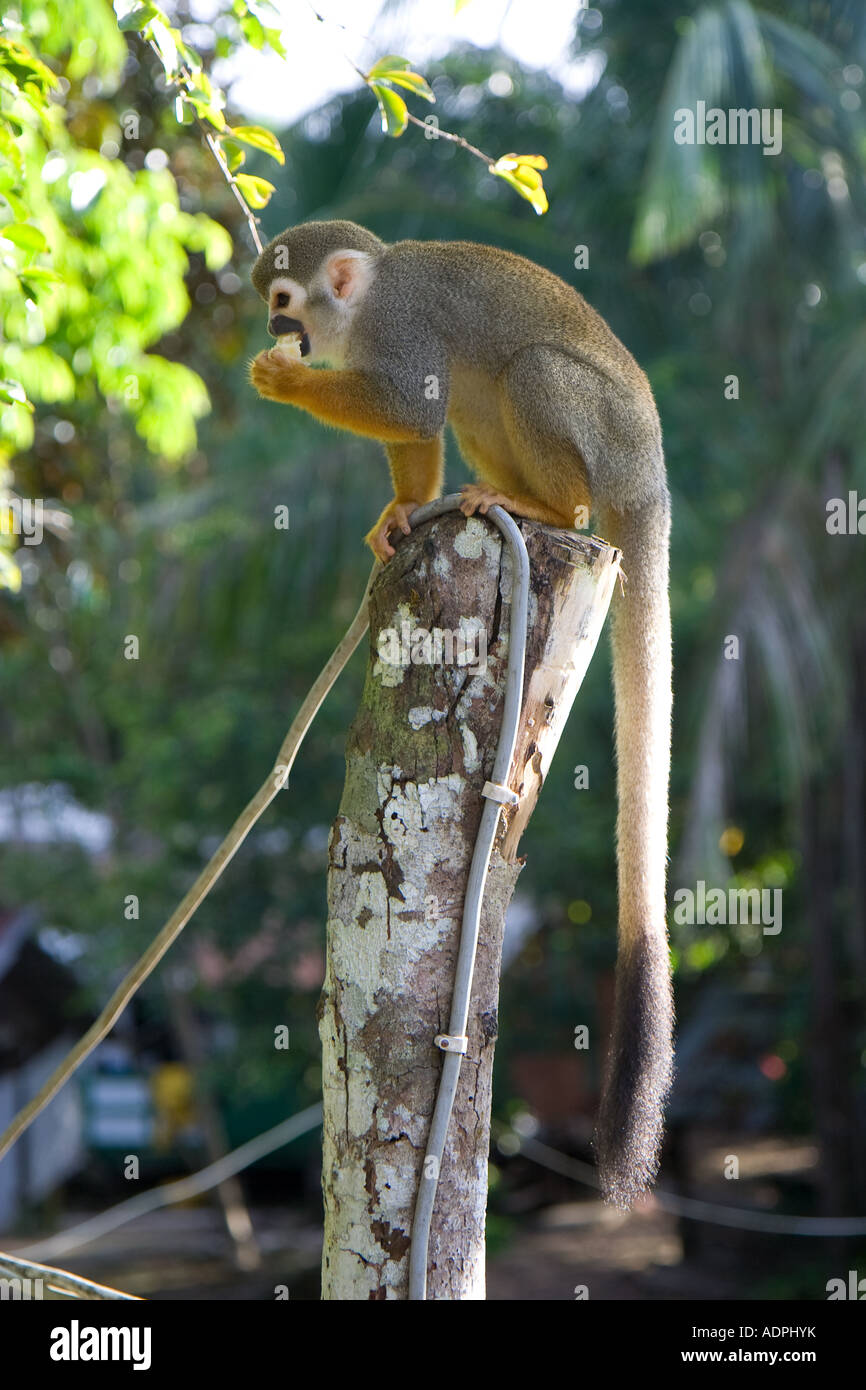 Common Squirrel Monkey Saimiri sciureus in Rainforest Fungu Island ...