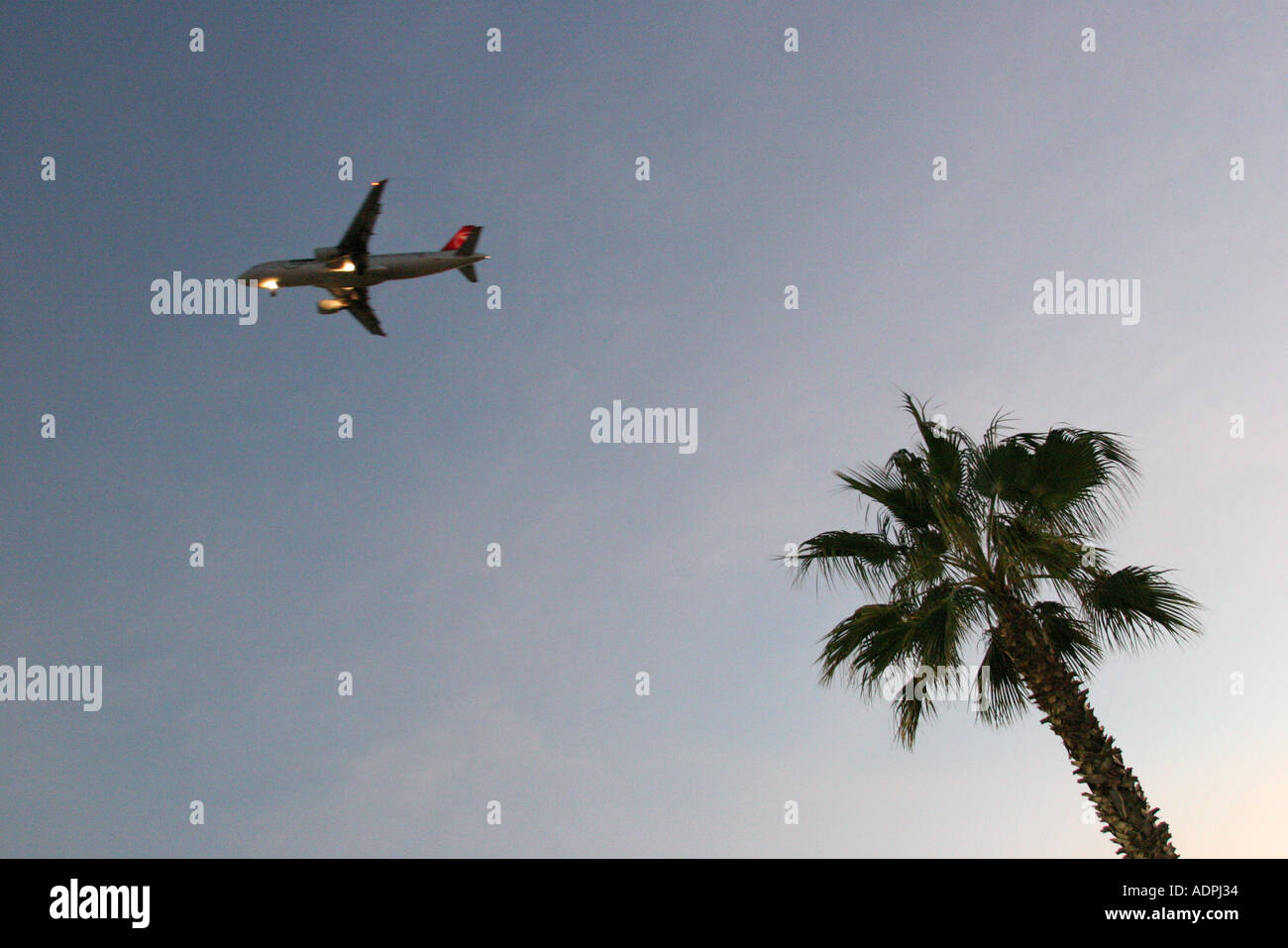Miami Florida,palm tree trees,arriving,commercial airliner airplane ...