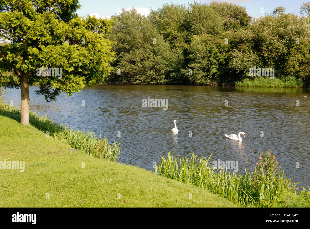 Swans on the River Mersey at Woolston, Warrington Cheshire England ...