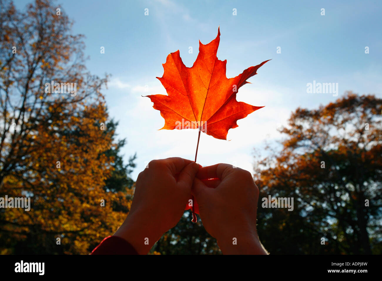 Person holding a maple leaf Stock Photo - Alamy