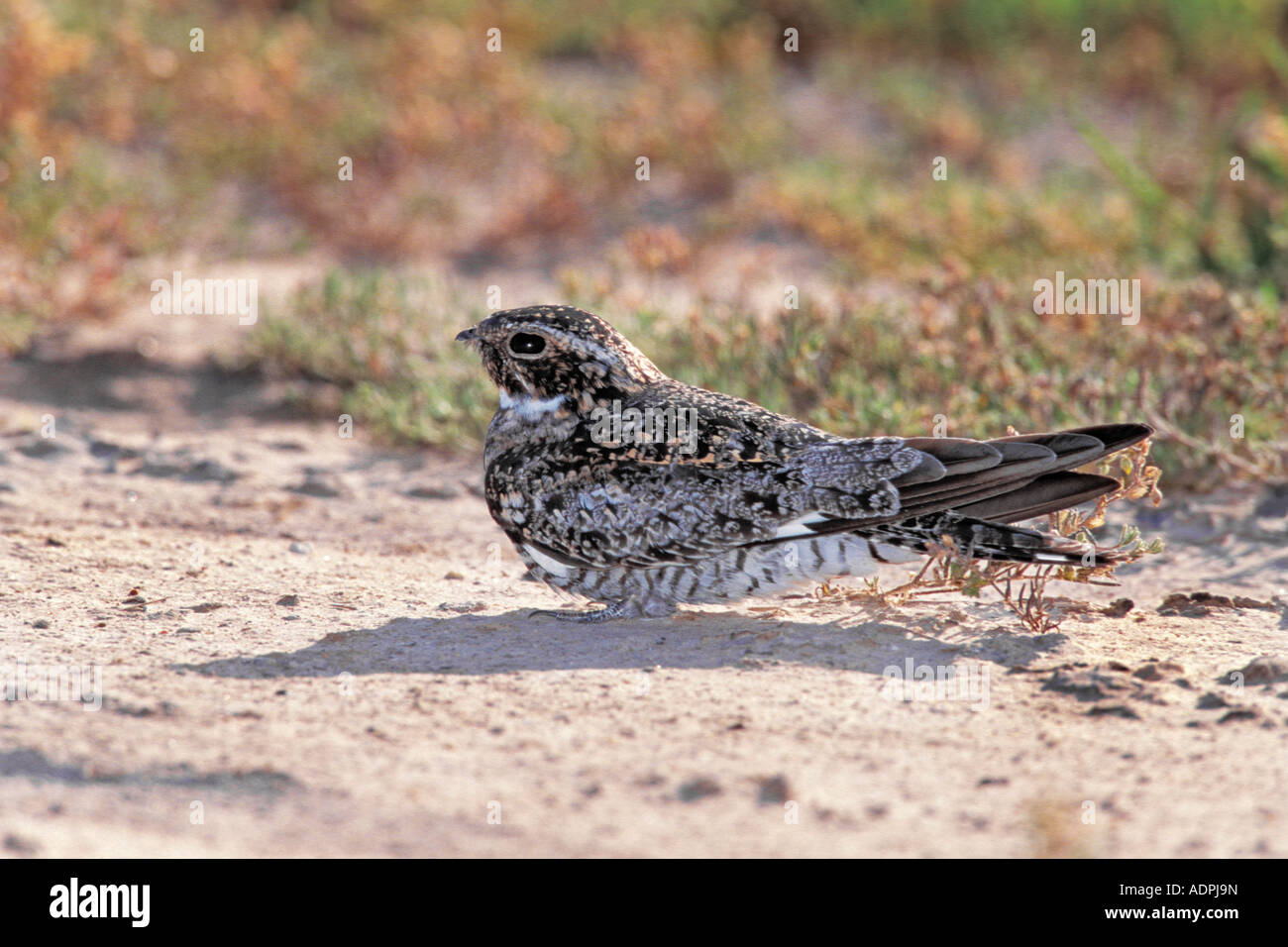 Common Nighthawk Juvenile