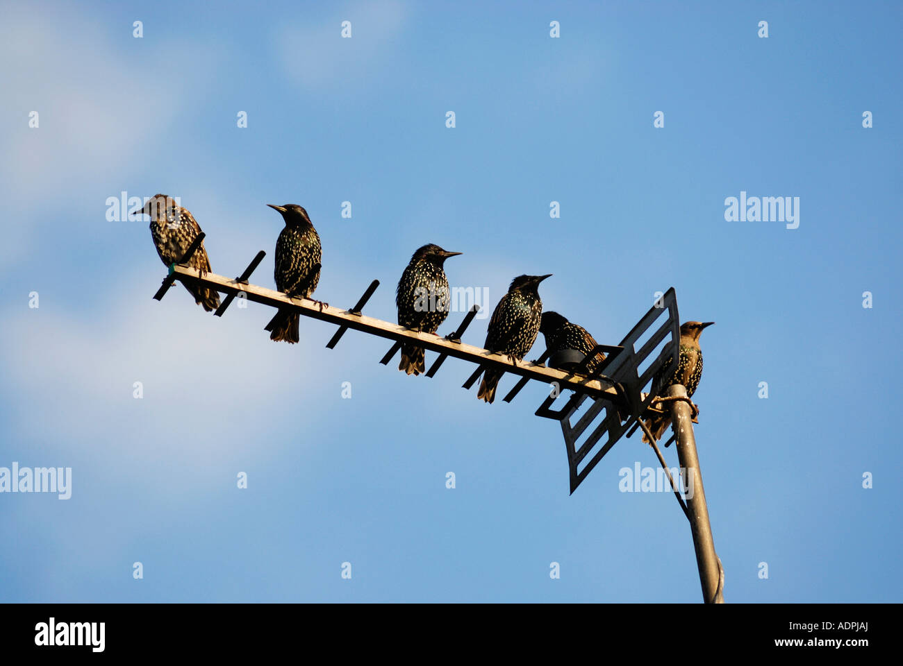 Starlings sitting on a television aerial or antennae Stock Photo - Alamy