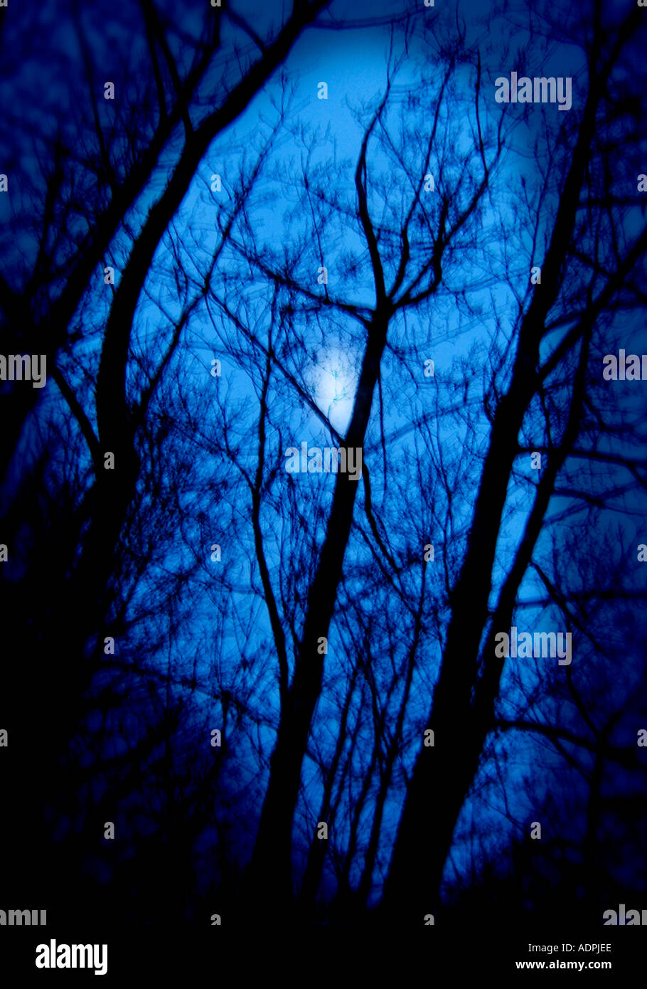 Trees at night Stock Photo - Alamy