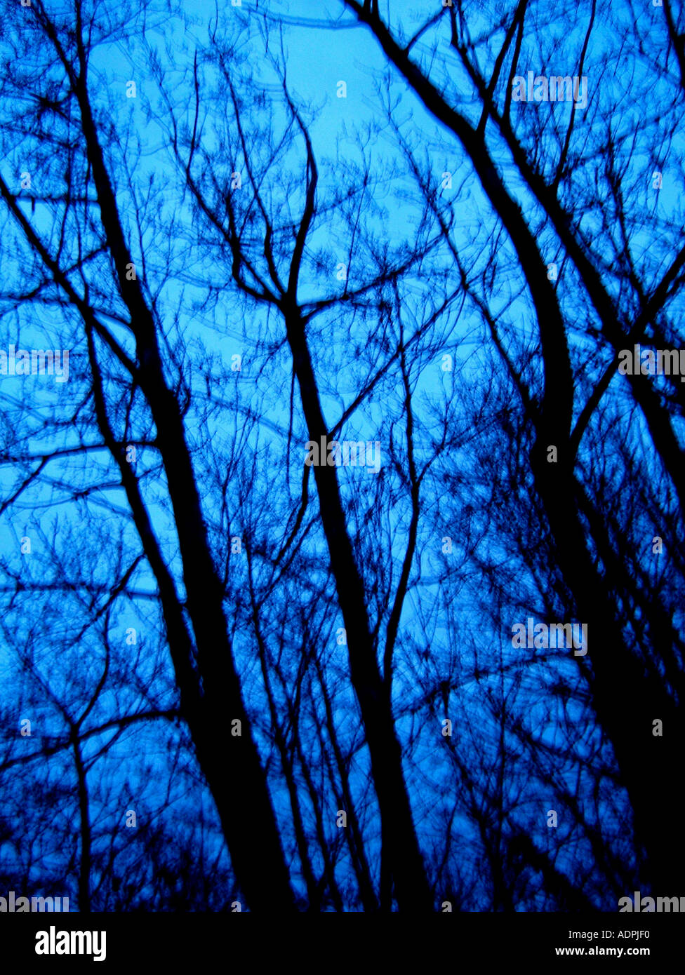 Trees at night Stock Photo - Alamy