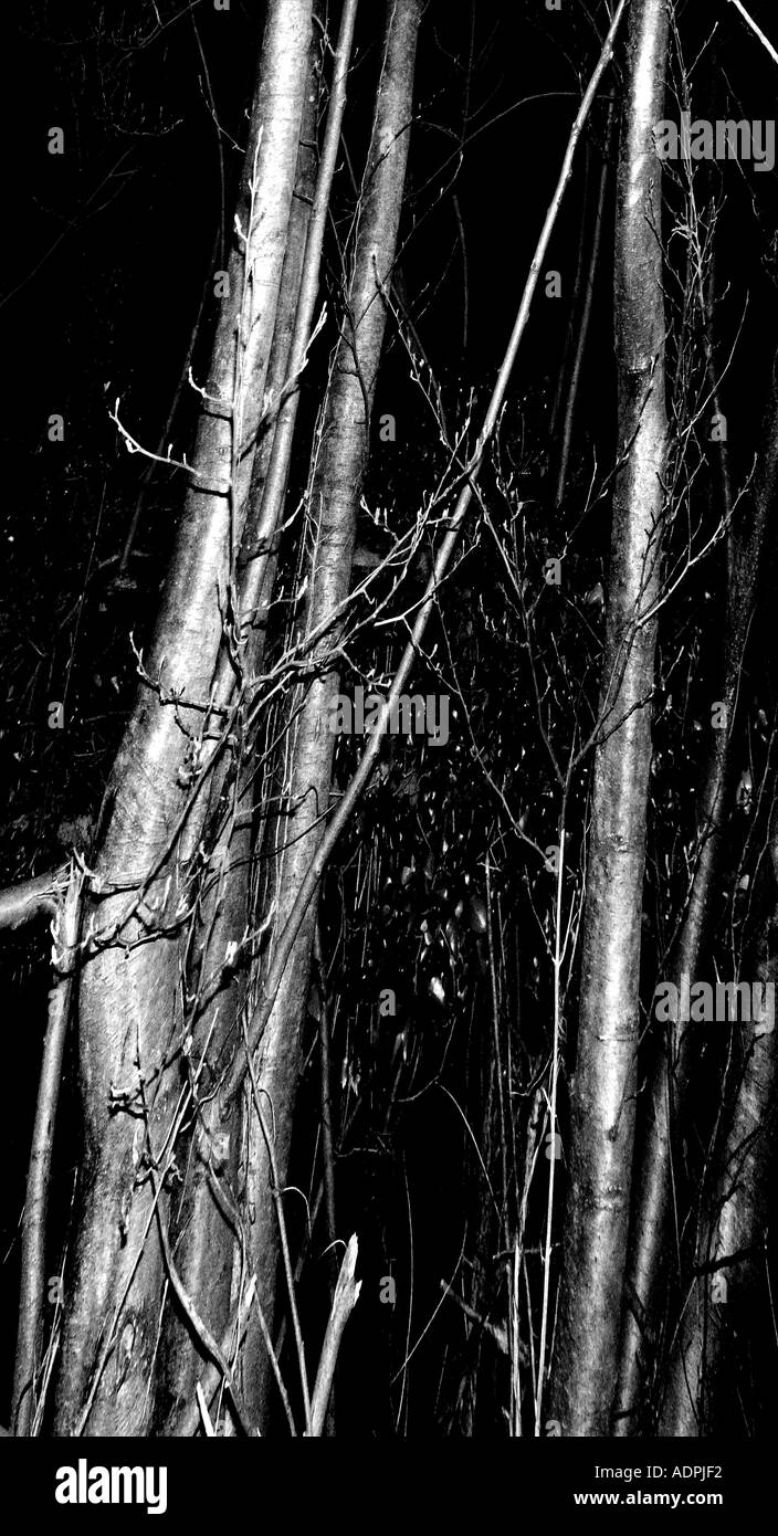 Growing england Black and White Stock Photos & Images - Alamy