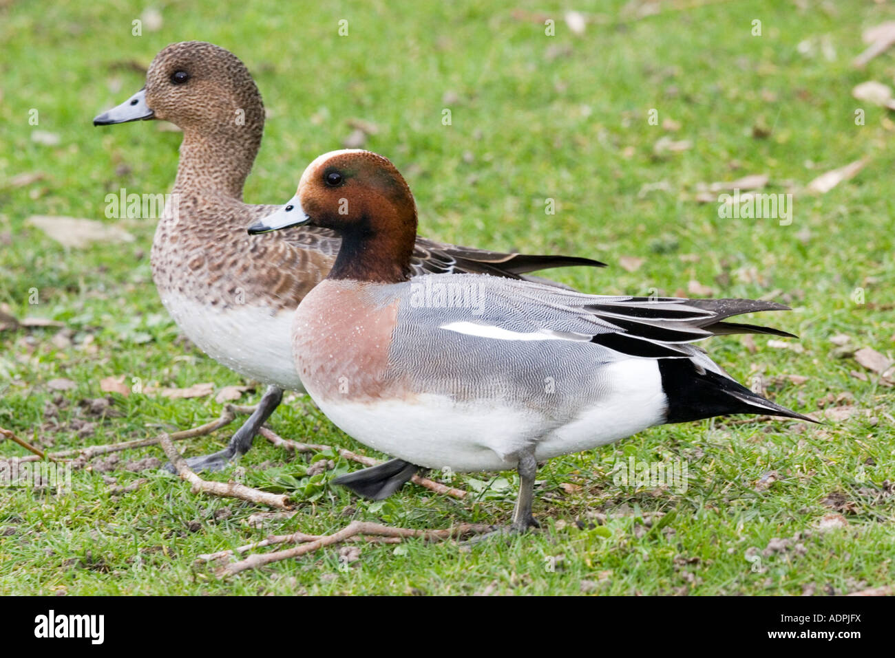 Eurasian Wigeon Vs American Wigeon