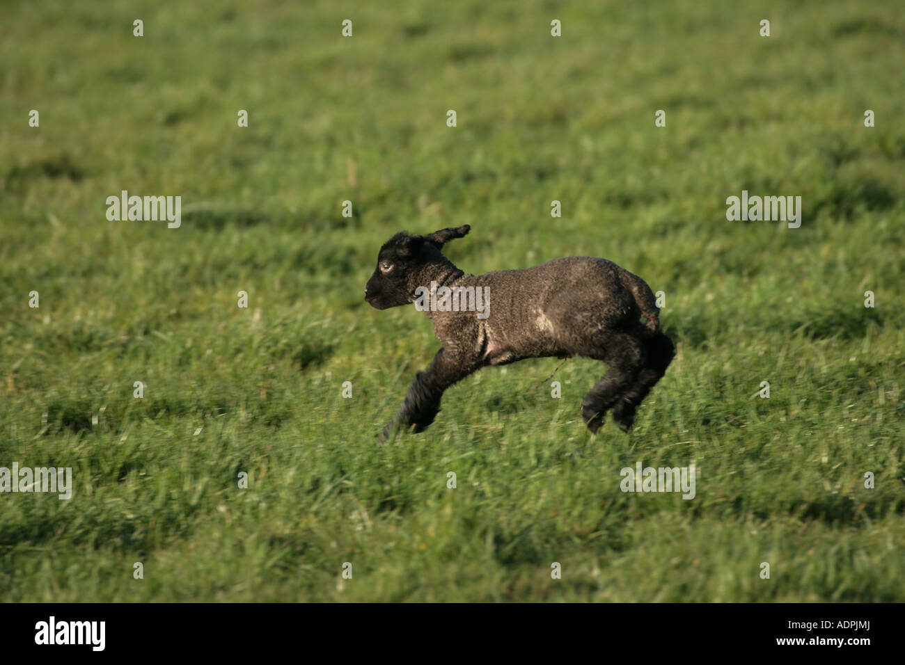 Black lamb running in grass field Stock Photo - Alamy