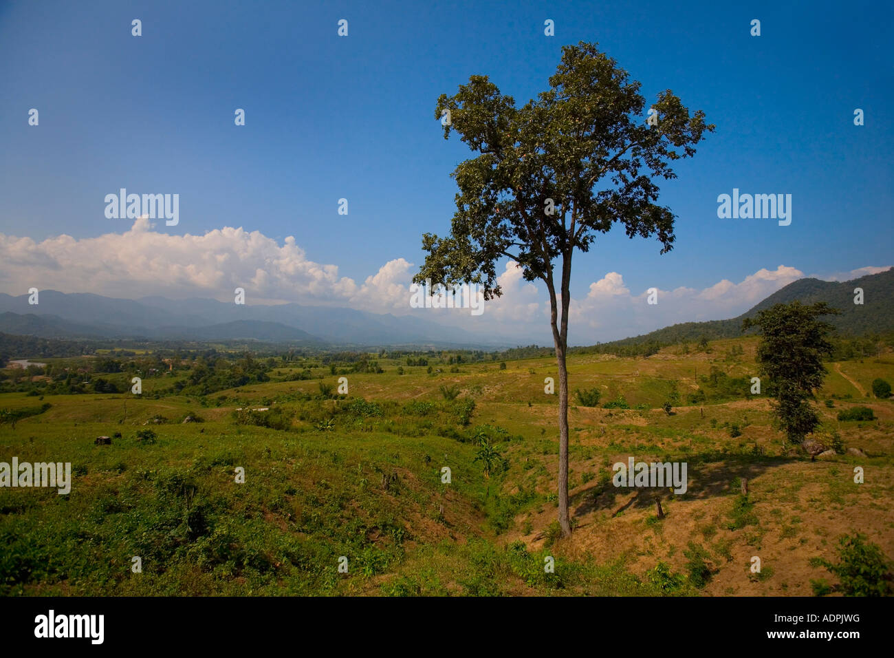 Tree in a field Stock Photo - Alamy