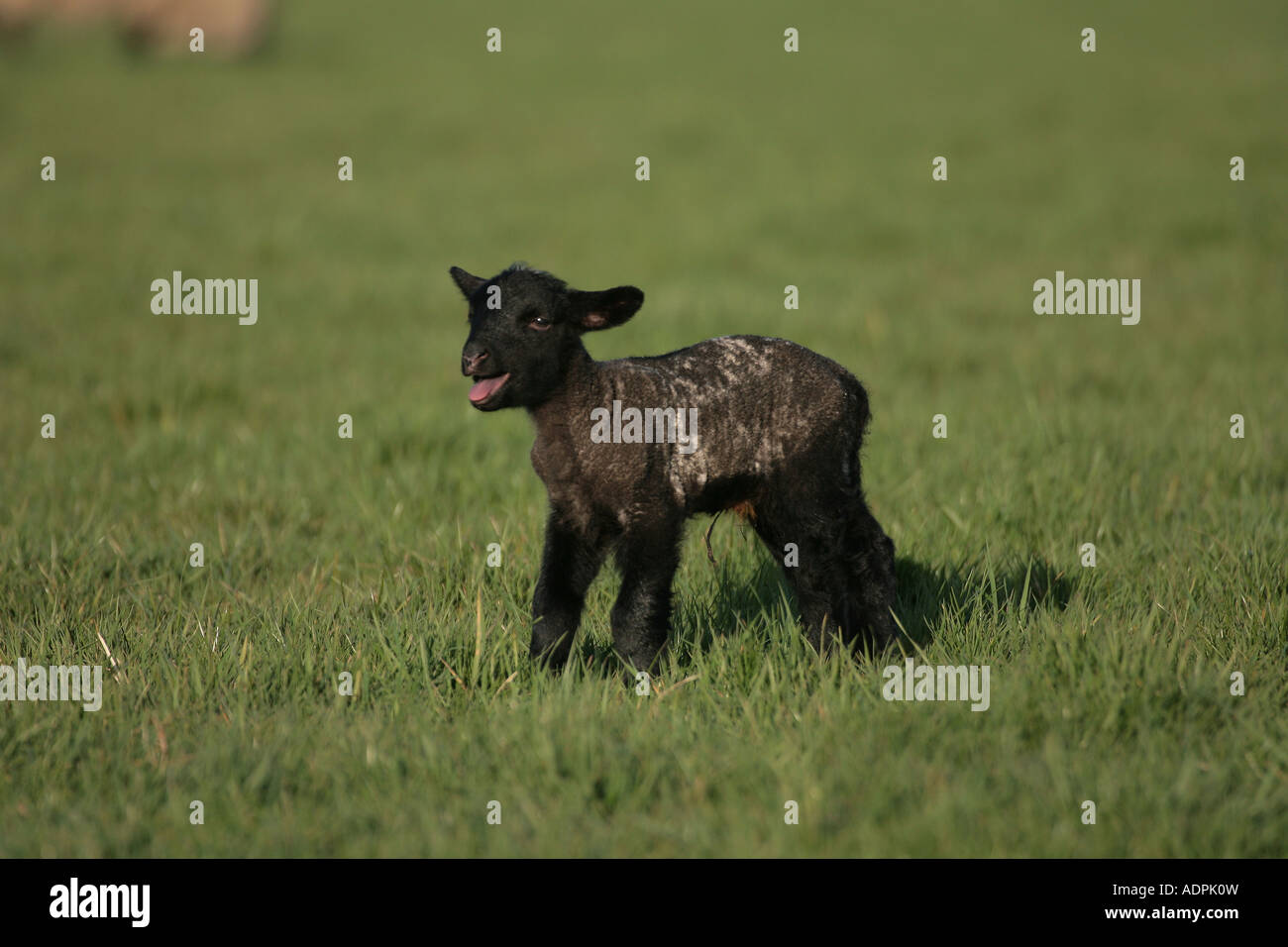 Lamb bleeting sheep hi-res stock photography and images - Alamy