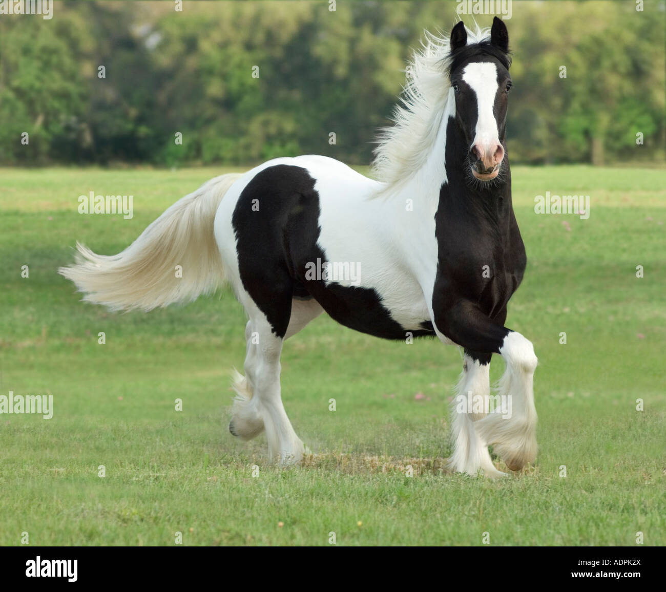 Gypsy Vanner Horse yearling colt Stock Photo - Alamy