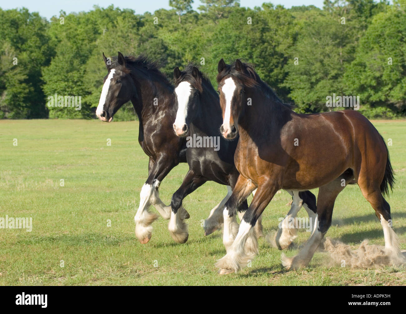 Herd of Shire Draft Horse fillies Stock Photo - Alamy
