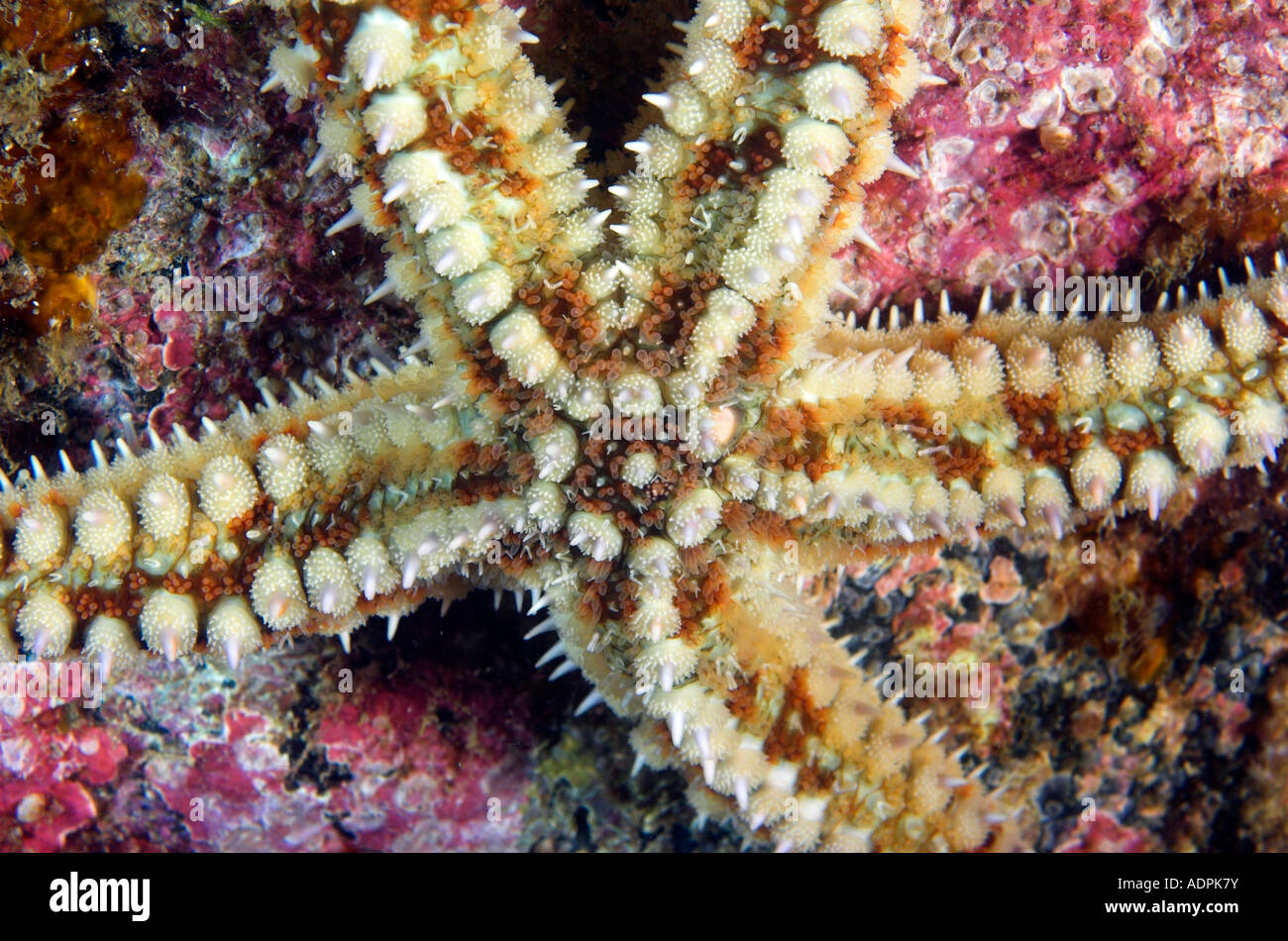 Sea star close up Stock Photo - Alamy