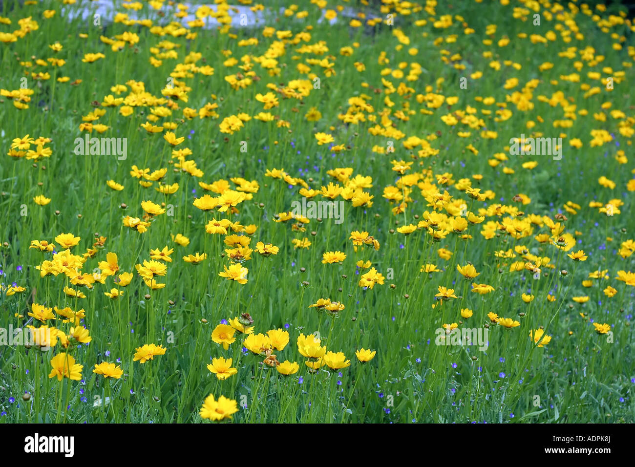Calliopsis wildflowers hi-res stock photography and images - Alamy