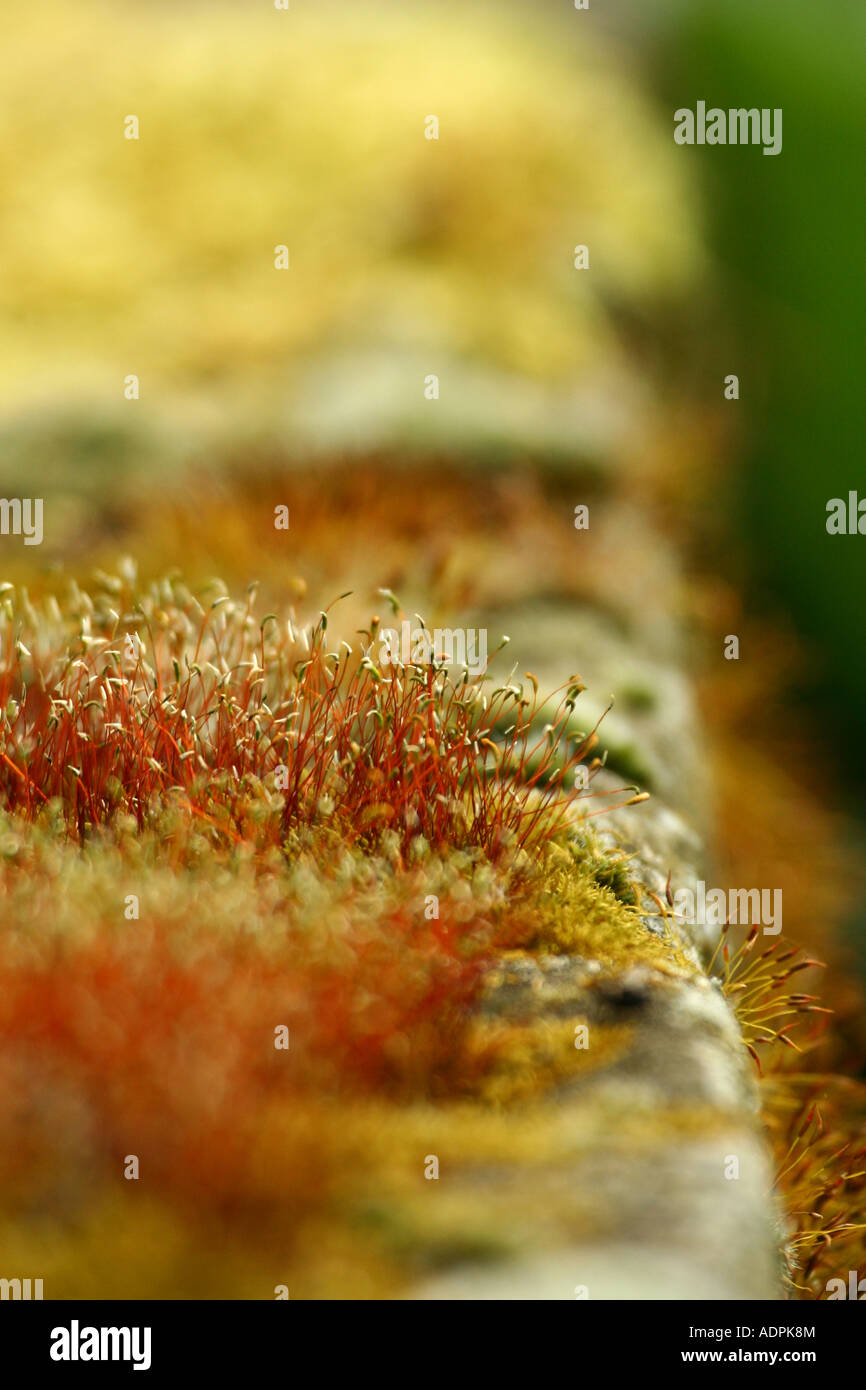 Different moss hi-res stock photography and images - Alamy