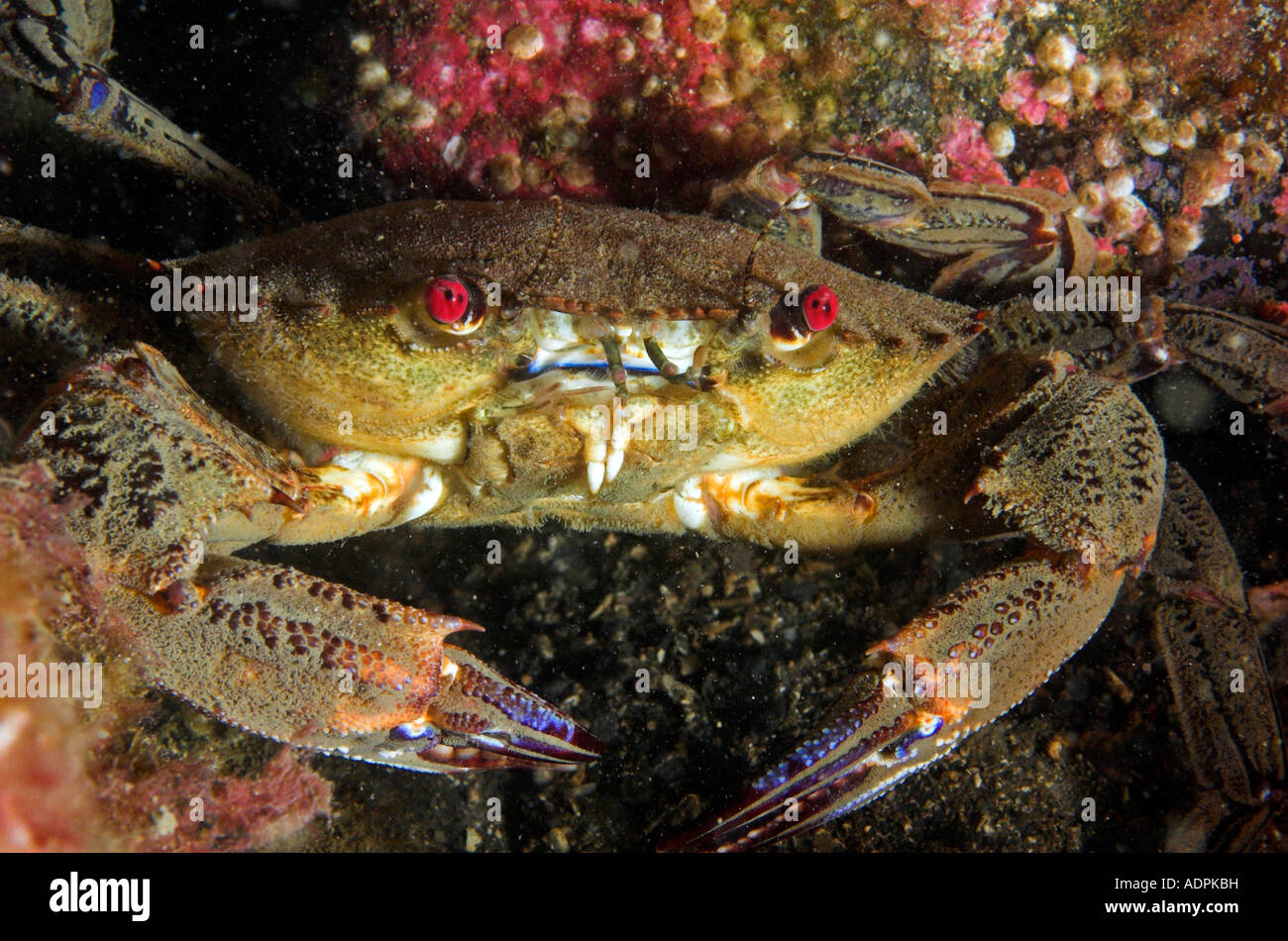 Velvet Crab High Resolution Stock Photography and Images - Alamy