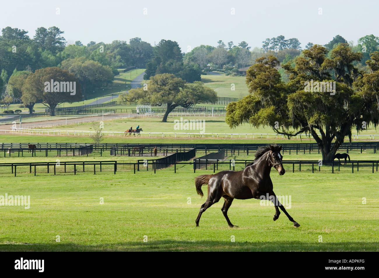 Thoroughbred horse running in foreground as exercise riders work horses ...