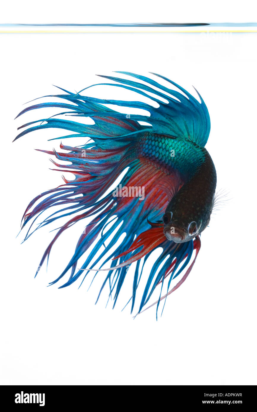 Tail fins fishes colourful hi-res stock photography and images - Alamy