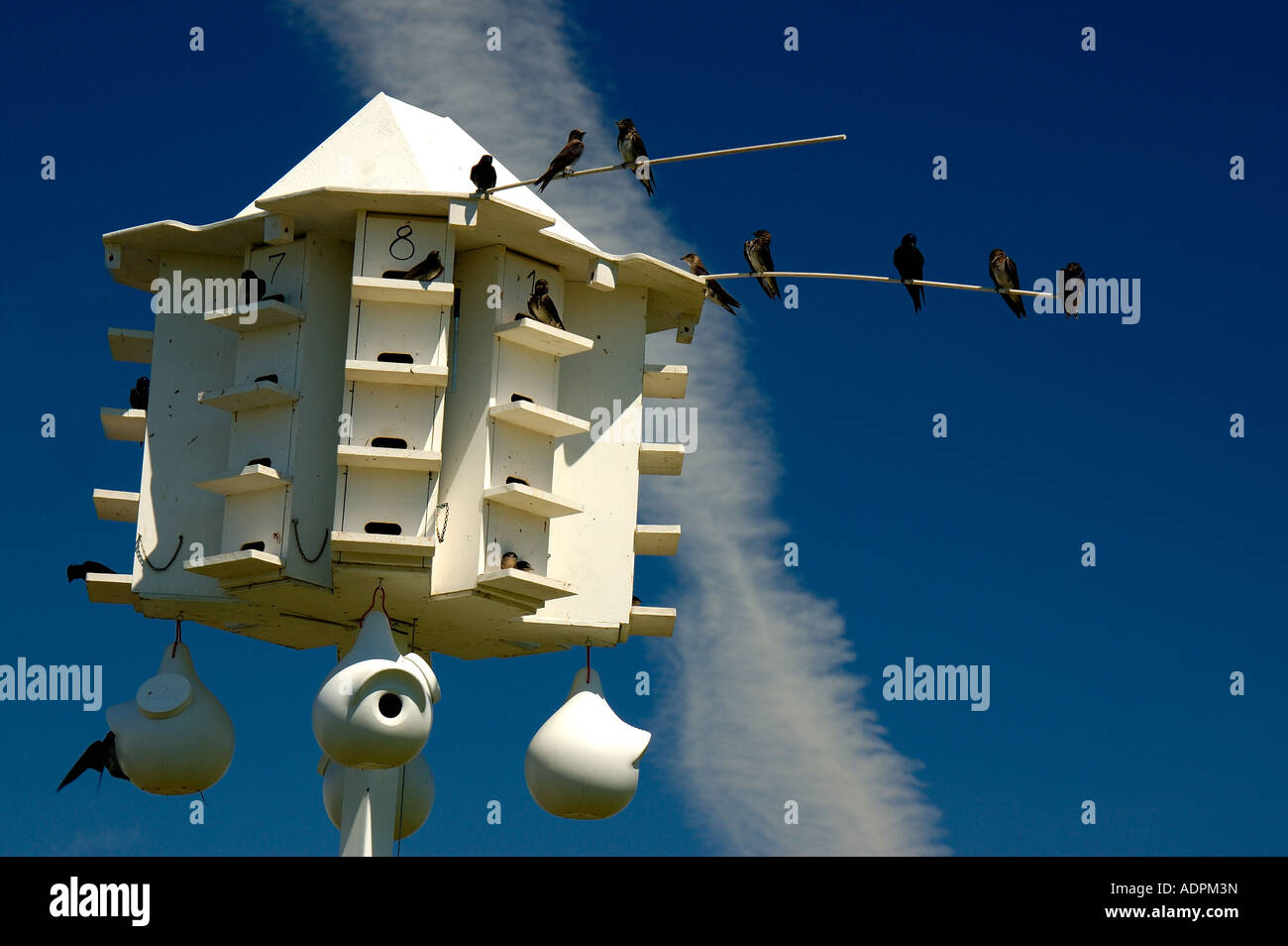 Purple martin birdhouse hi-res stock photography and images - Alamy