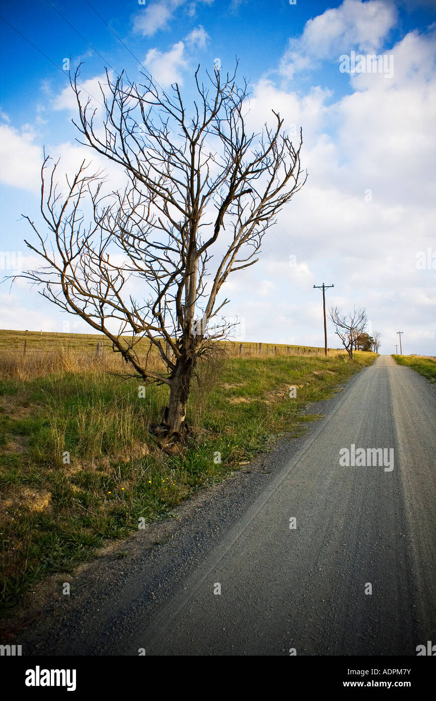 A leafless tree beside a dirt road in the country Stock Photo - Alamy